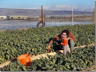 Nations Come to Israel to Make Desert Bloom - BiblePlaces.com